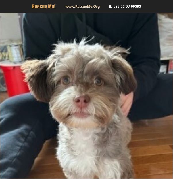 ADOPT 23050300393 ~ Havanese Rescue ~ Seattle, WA