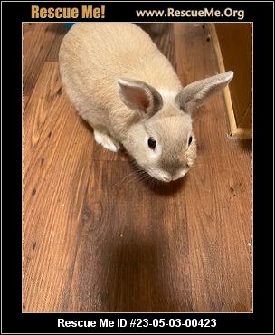- California Rabbit Rescue - ADOPTIONS - Rescue Me!
