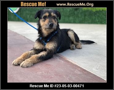 - California Border Terrier Rescue - ADOPTIONS - Rescue Me!