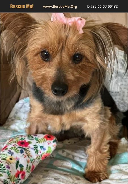 ADOPT 23050300472 ~ Yorkie Rescue ~ Texas