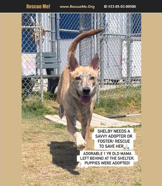 ADOPT 23050300506 ~ Australian Kelpie Rescue ~ Bakersfield, CA