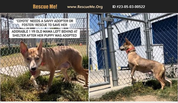 ADOPT 23050300522 ~ Australian Kelpie Rescue ~ Bakersfield, CA