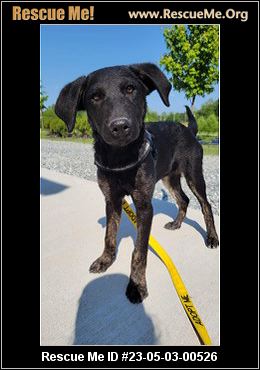 - Maryland Dog Rescue - ADOPTIONS - Rescue Me!