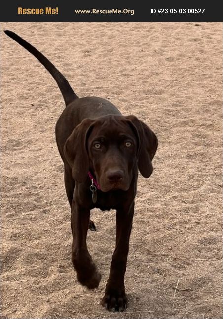 ADOPT 23050300527 ~ Weimaraner Rescue ~ Scottsdale, AZ