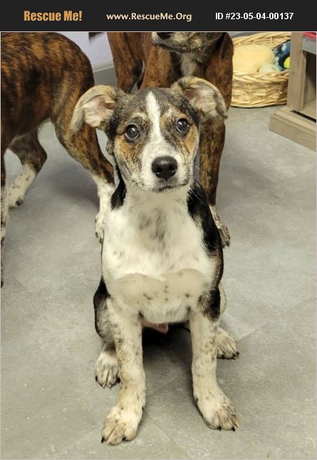 ADOPT 23050400137 ~ Mountain Cur Rescue ~ Lisbon, OH