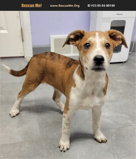 ADOPT 23050400140 ~ Mountain Cur Rescue ~ Lisbon, OH