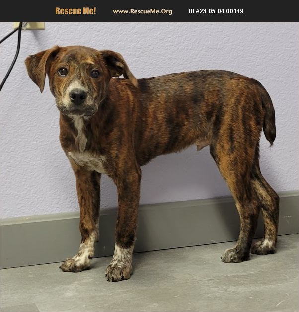 ADOPT 23050400149 ~ Mountain Cur Rescue ~ Lisbon, OH