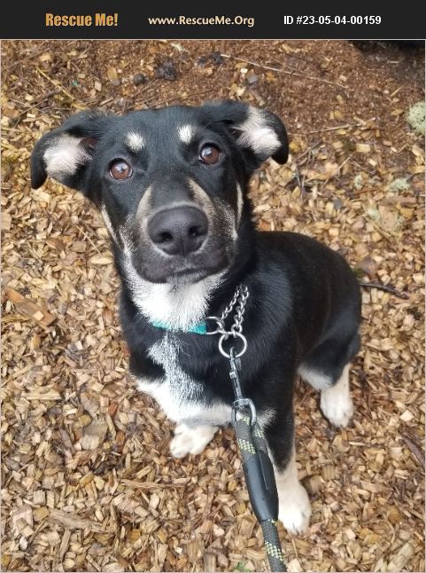 ADOPT 23050400159 ~ German Shepherd Rescue ~ Eugene, OR