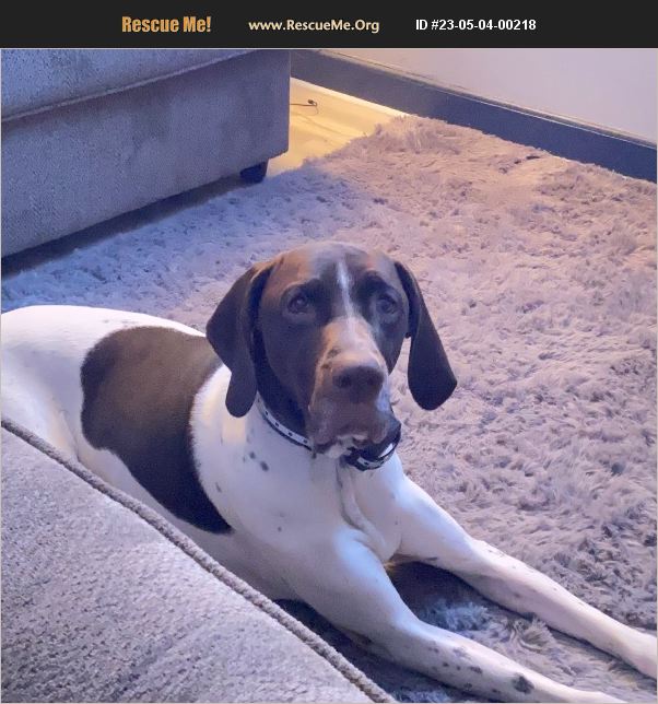 ADOPT 23050400218 ~ German Shorthaired Pointer Rescue ~ Warwick, RI