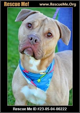 - Utah Dog Rescue - ADOPTIONS - Rescue Me!