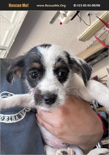 ADOPT 23050400296 ~ Schnauzer Rescue ~ Rio Rancho, NM