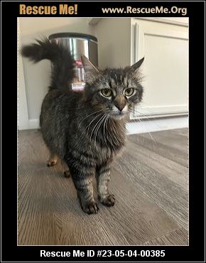 - Washington Cat Rescue - ADOPTIONS - Rescue Me!