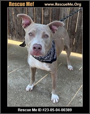 - Texas Pit Bull Rescue - ADOPTIONS - Rescue Me!