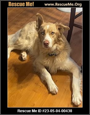 - Alaska Dog Rescue - ADOPTIONS - Rescue Me!