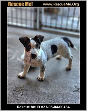 - California Australian Cattle Dog Rescue - ADOPTIONS - Rescue Me!