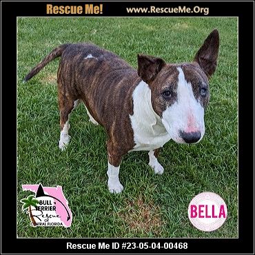 - Florida Bull Terrier Rescue - ADOPTIONS - Rescue Me!