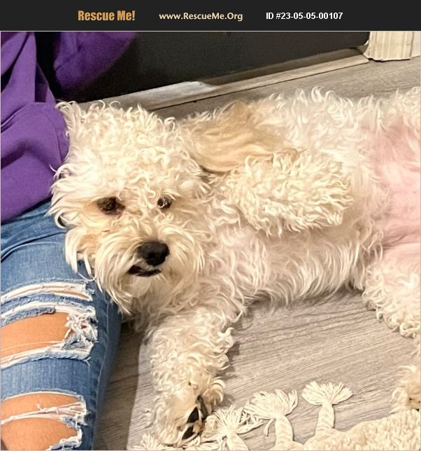 ADOPT 23050500107 ~ Maltese Rescue ~ Tucson, AZ