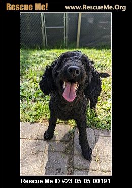 - West Virginia Dog Rescue - ADOPTIONS - Rescue Me!