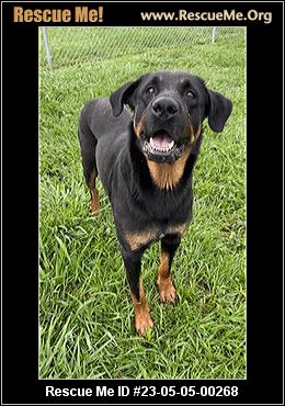 - Texas Rottweiler Rescue - ADOPTIONS - Rescue Me!