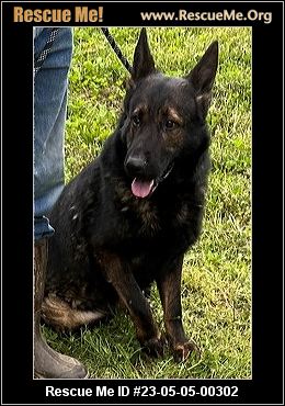 - Virginia German Shepherd Rescue - ADOPTIONS - Rescue Me!