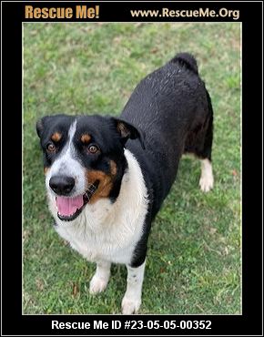 - Connecticut Border Collie Rescue - ADOPTIONS - Rescue Me!
