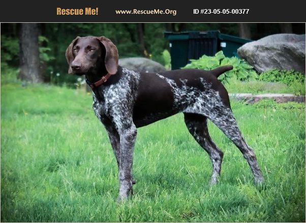 ADOPT 23050500377 ~ German Shorthaired Pointer Rescue ~ Sheridan, IL