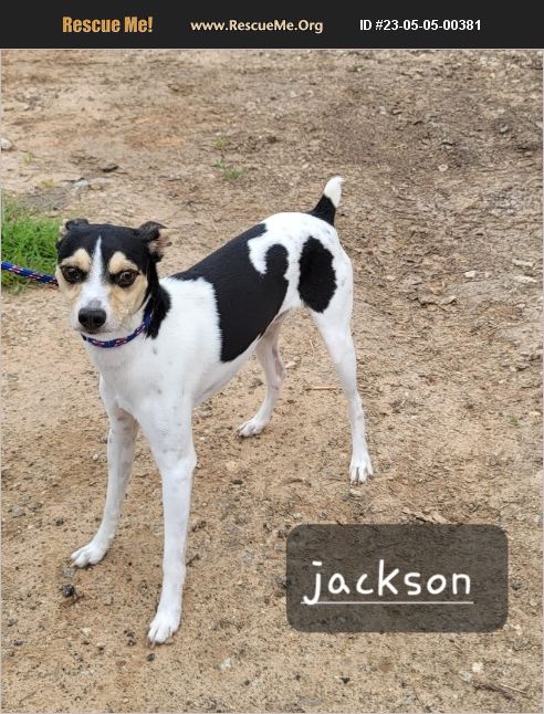 ADOPT 23050500381 ~ Rat Terrier Rescue ~ Seattle, WA