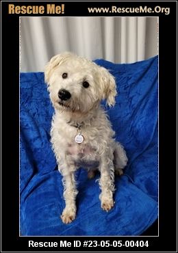 - Florida Schnauzer Rescue - ADOPTIONS - Rescue Me!