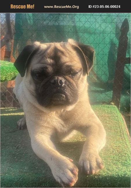 ADOPT 23050600024 ~ Pug Rescue ~ Acton , CA
