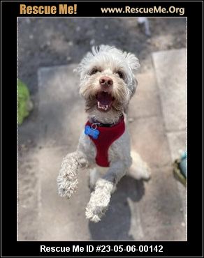 - Florida Cockapoo Rescue - ADOPTIONS - Rescue Me!