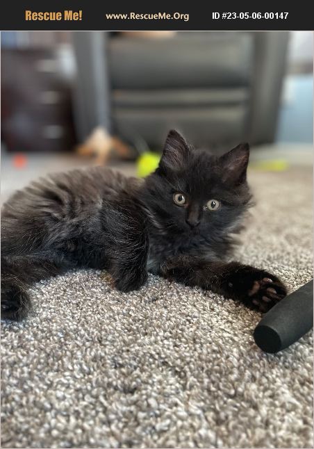 ADOPT 23050600147 ~ Manx Rescue ~ Chandler, AZ