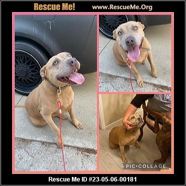 - California Pit Bull Rescue - ADOPTIONS - Rescue Me!