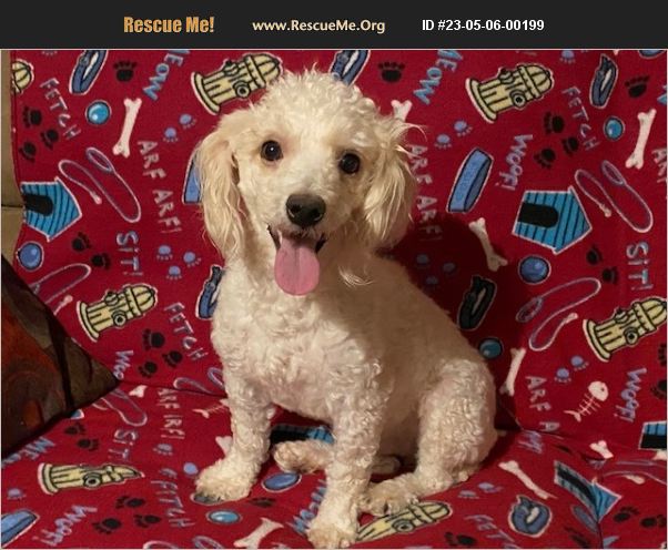 ADOPT 23050600199 ~ Poodle Rescue ~ Madison, KS