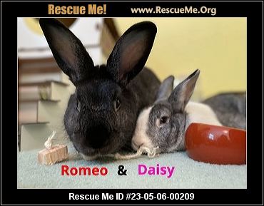 - Illinois Rabbit Rescue - ADOPTIONS - Rescue Me!