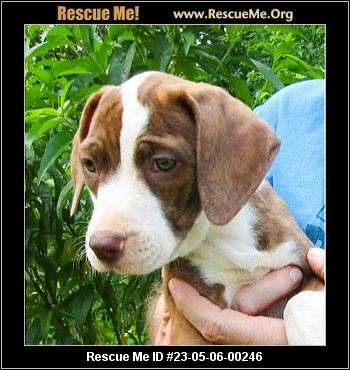 - North Carolina Beagle Rescue - ADOPTIONS - Rescue Me!