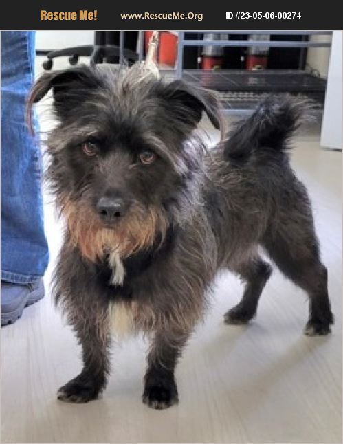 ADOPT 23050600274 ~ Scottish Terrier Rescue ~ Long Beach, WA