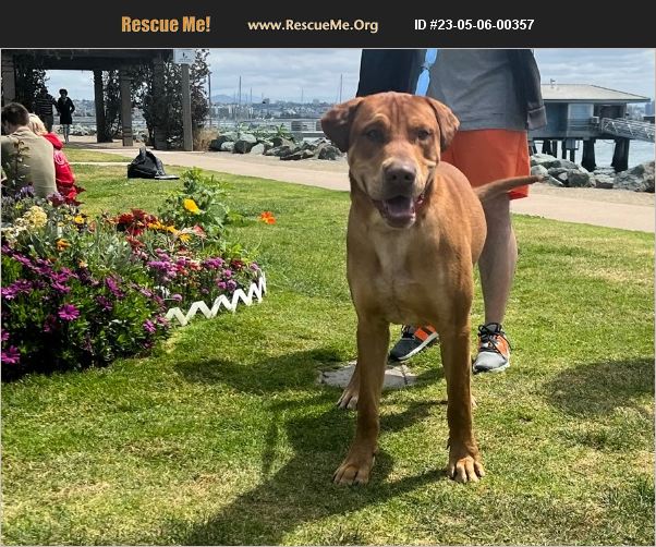 ADOPT 23050600357 ~ Rhodesian Ridgeback Rescue ~ Spring Valley, CA