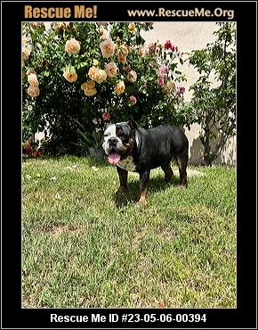 - California Bulldog Rescue - ADOPTIONS - Rescue Me!