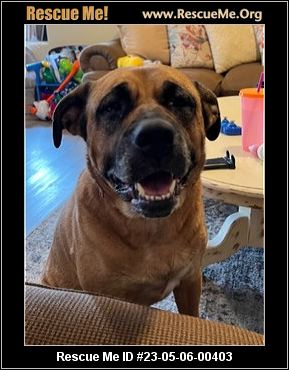 - California Bullmastiff Rescue - ADOPTIONS - Rescue Me!
