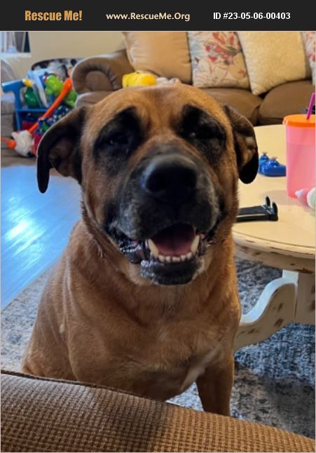 ADOPT 23050600403 ~ Bullmastiff Rescue ~ San Diego, CA