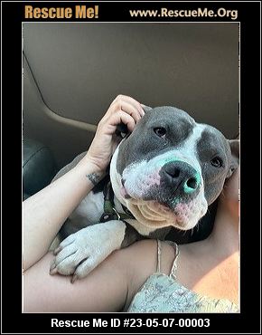 - California American Bulldog Rescue - ADOPTIONS - Rescue Me!