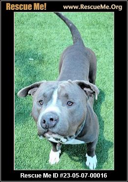 - California American Bulldog Rescue - ADOPTIONS - Rescue Me!