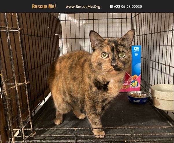 ADOPT 23050700026 ~ Domestic Cat Rescue ~ Worcester, MA