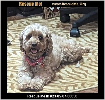 - Ohio Cockapoo Rescue - ADOPTIONS - Rescue Me!