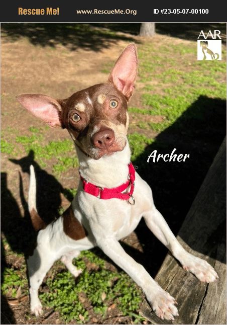 ADOPT 23050700100 ~ Rat Terrier Rescue ~ Magnolia, TX