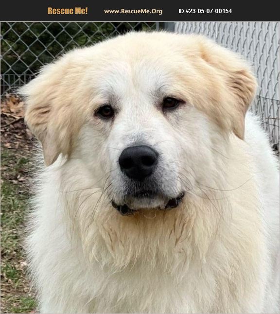 ADOPT 23050700154 ~ Great Pyrenees Rescue ~ Amery, WI