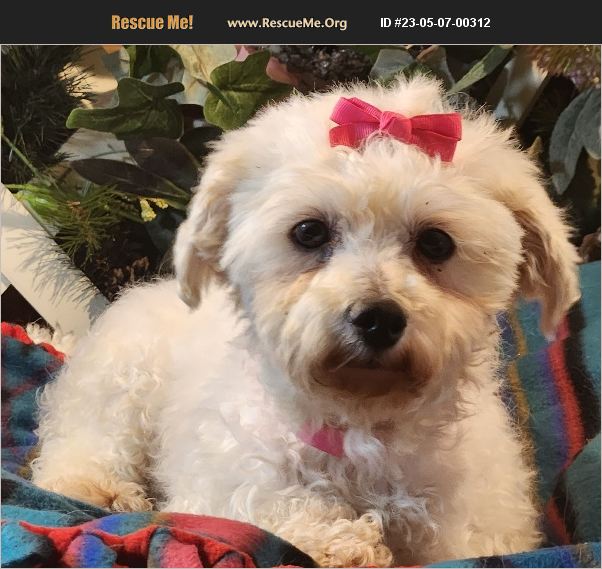 ADOPT 23050700312 ~ Bichon Frise Rescue ~ Bon Carbo, CO