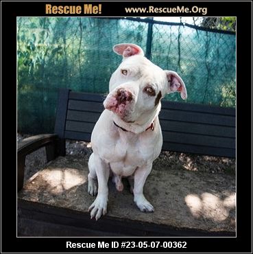 - Florida American Bulldog Rescue - ADOPTIONS - Rescue Me!