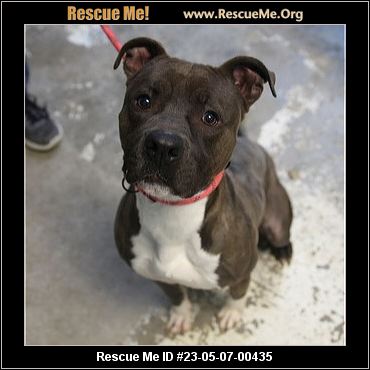 - Indiana Staffordshire Bull Terrier Rescue - ADOPTIONS - Rescue Me!