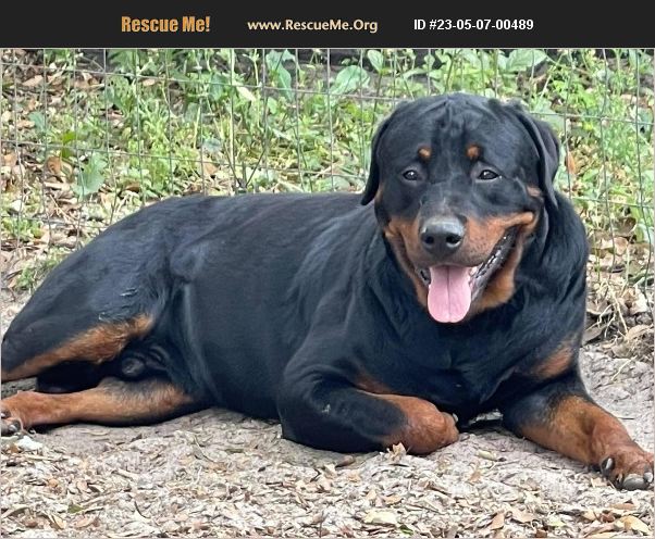 ADOPT 23050700489 ~ Rottweiler Rescue ~ Ocala, FL